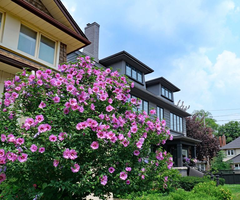 How to prune a rose of Sharon: expert tips to trim correctly | Homes ...