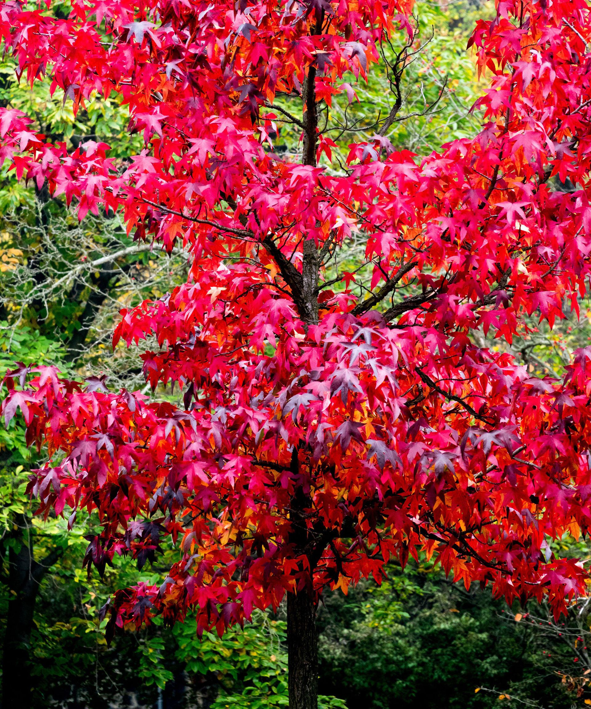 The 6 best trees with fall color for your backyard | Livingetc