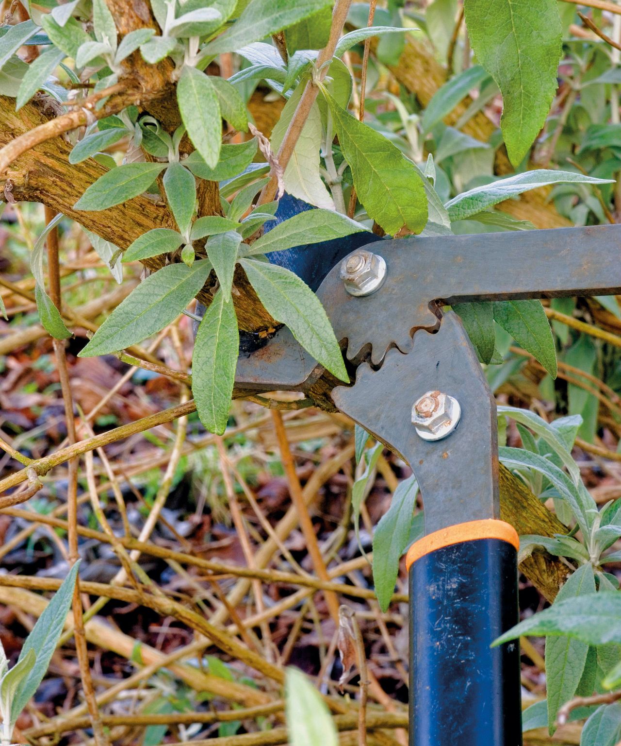 How to prune buddleia: the best methods | Homes and Gardens