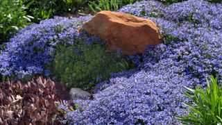 Using rocks instead of mulch: the versatile alternative | Homes and Gardens