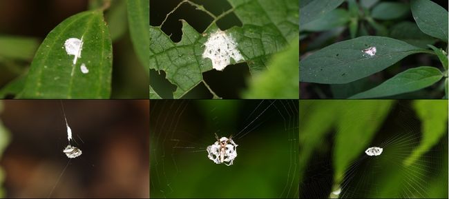 In Images: Spiders Camouflage Themselves as Bird Poop | Live Science