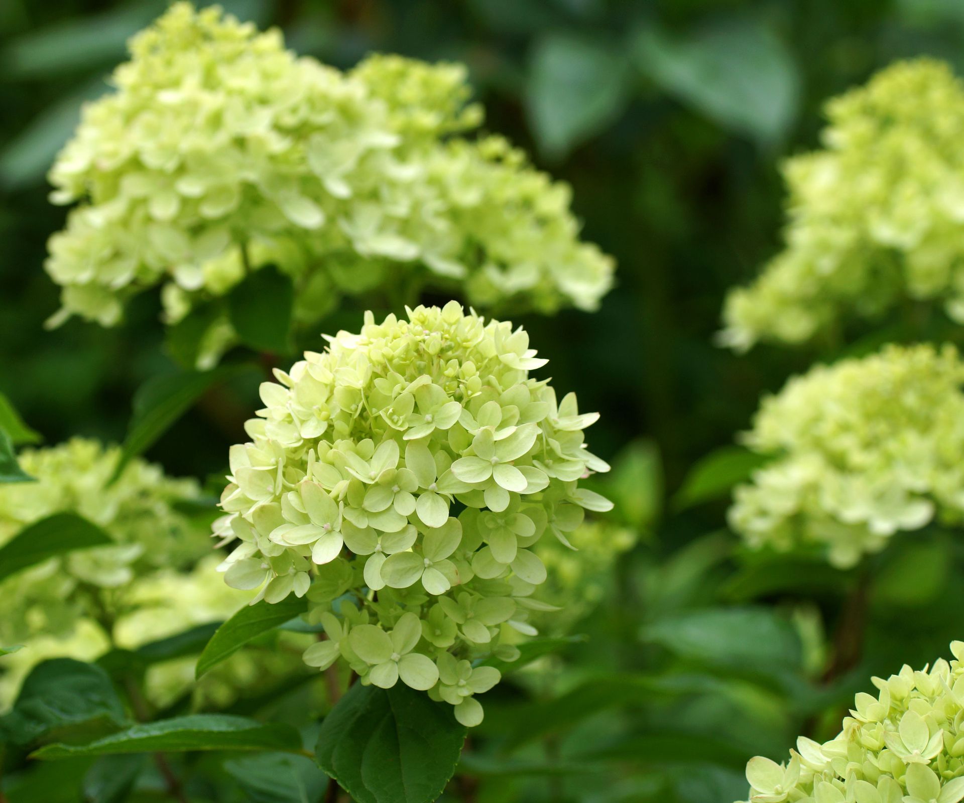 Best Panicle Hydrangea Varieties For Showy Bloom Perfection | Gardening ...