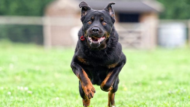 32 common dog behavior problems and solutions | PetsRadar