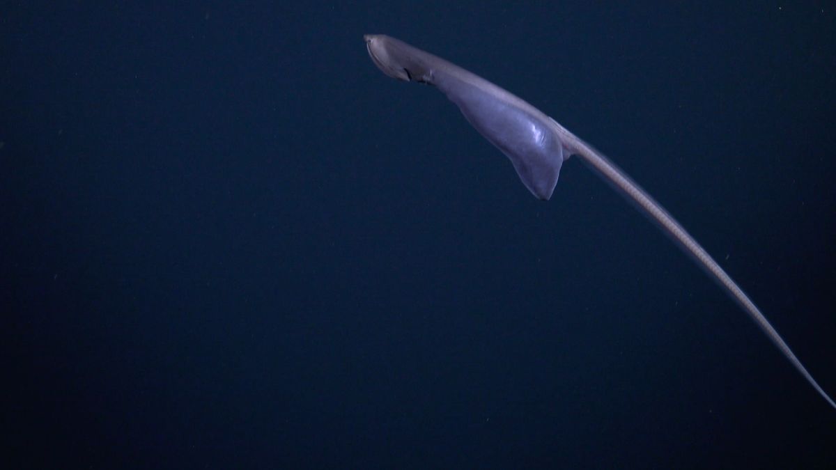 Watch rare footage of a shapeshifting eel with 'remarkably full tummy ...