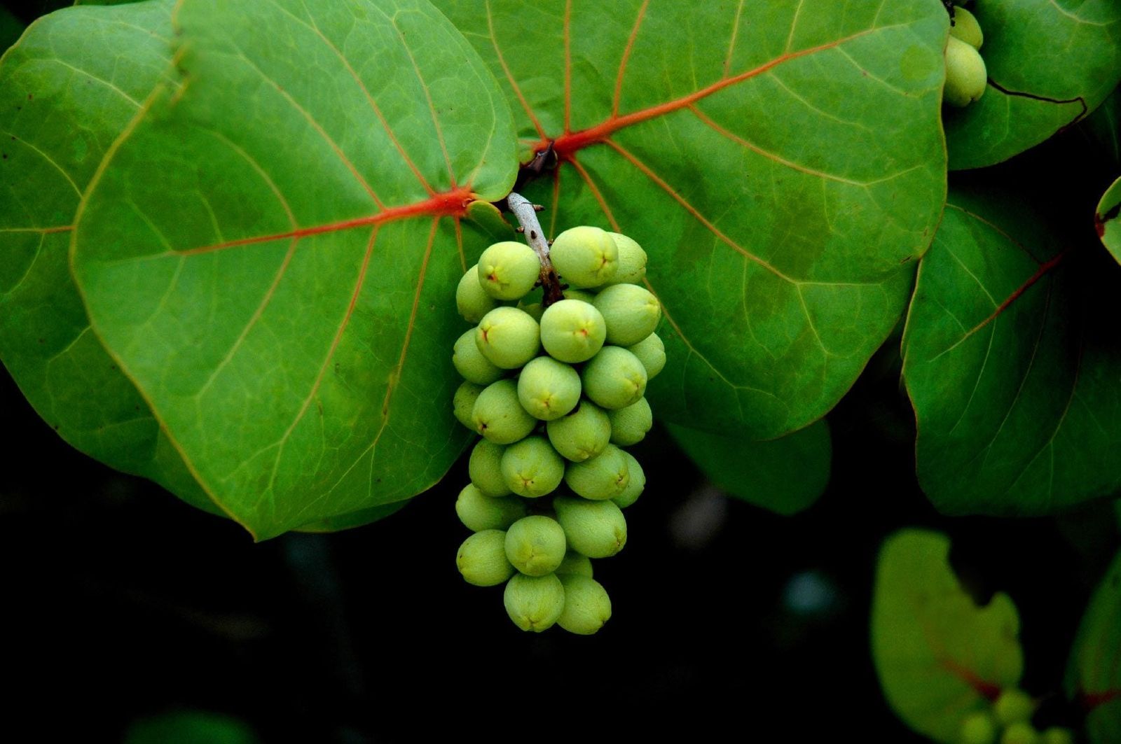 What Are Sea Grapes: How To Grow A Sea Grape Plant | Gardening Know How