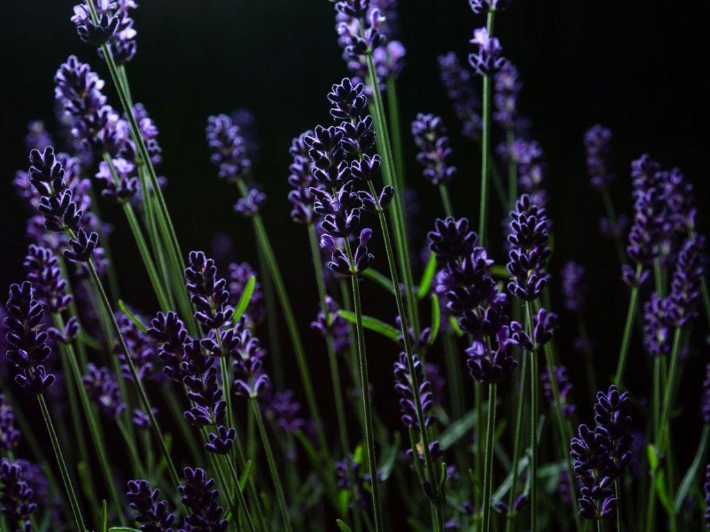 Nighttime Herb Garden – Growing Moon Garden Herb Plants | Gardening ...