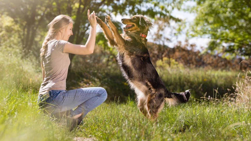 10 great brain games for dogs | PetsRadar