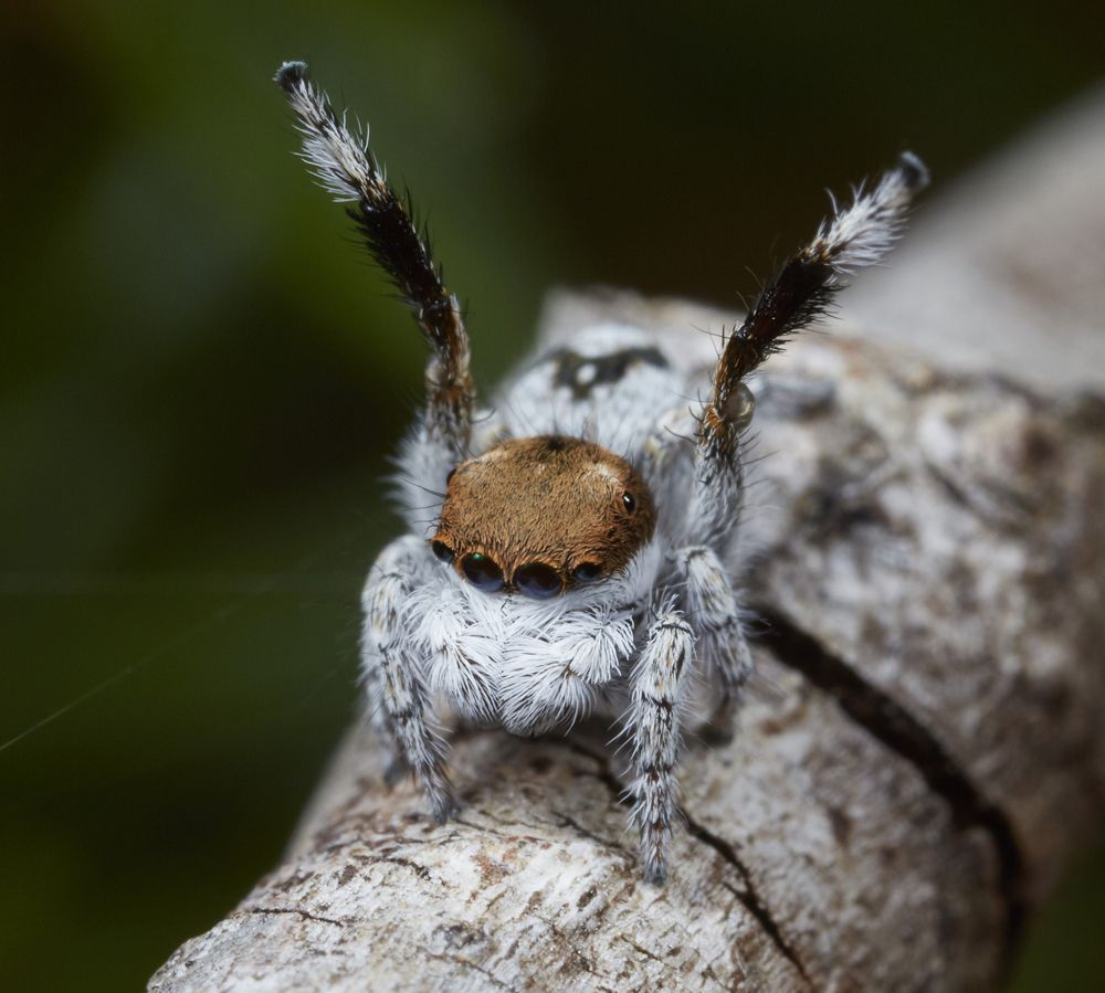 In Photos: 7 New Species of Peacock Spider | Live Science