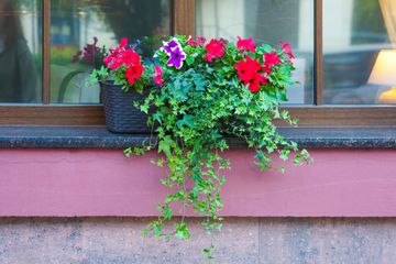 Best Cascading Flowers for Window Boxes — 6 Blooms That Will ...