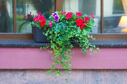 Best Cascading Flowers for Window Boxes — 6 Blooms That Will ...