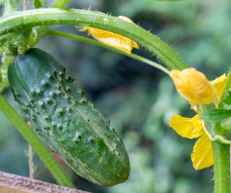 Why are my cucumbers turning yellow? And how to fix them | Homes and ...