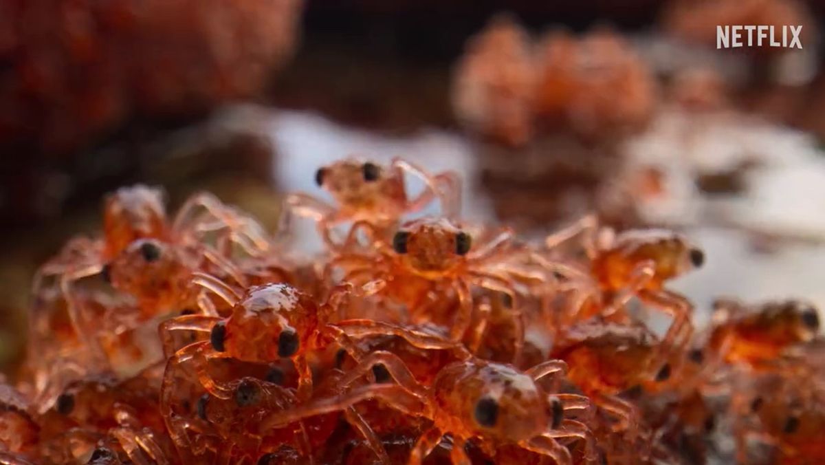 Watch cannibal crab gobble up baby crablets in Australia in David ...