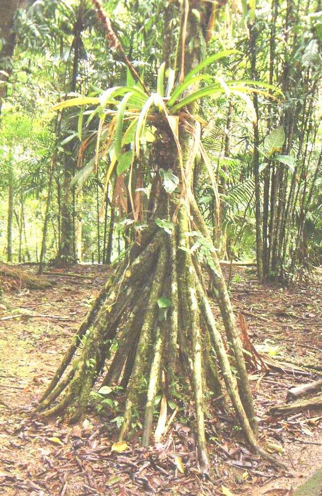 Can 'Walking Palm Trees' Really Walk? | Live Science