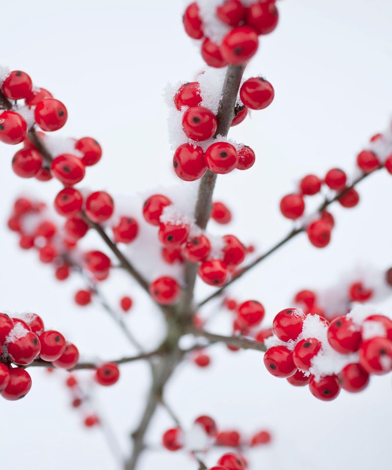 Shrubs with berries: 15 of the best varieties | Gardeningetc
