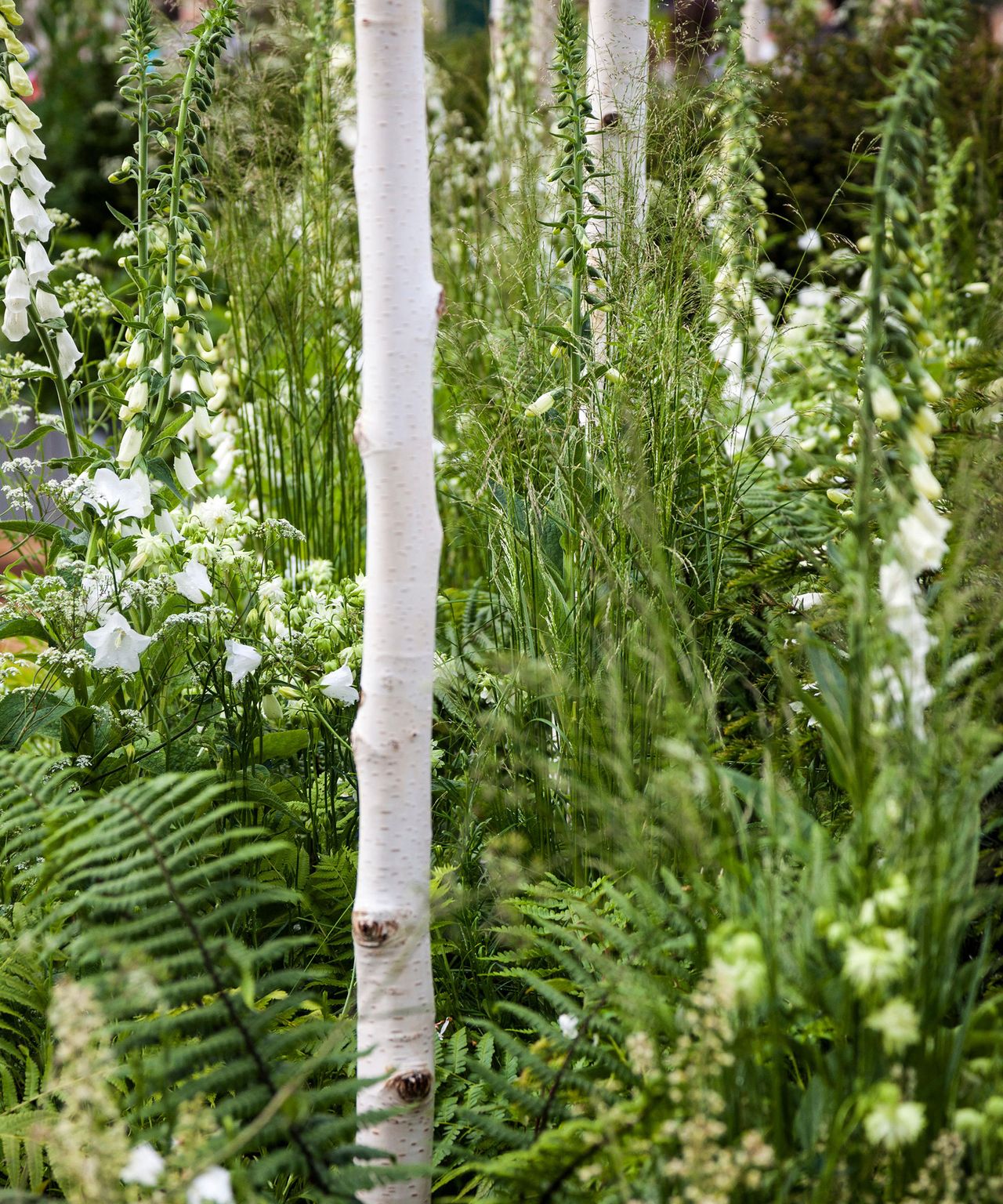 9 trees with white bark that make a statement in your plot | Gardeningetc