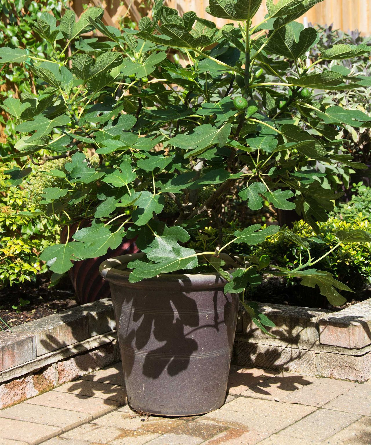 10 best trees to grow in pots — for patios and porches | Real Homes
