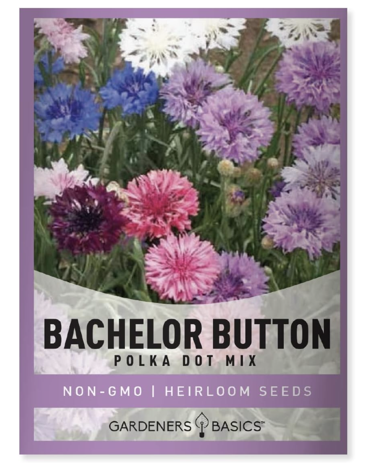 5 flowers to plant in August so your backyard keeps blooming | Livingetc