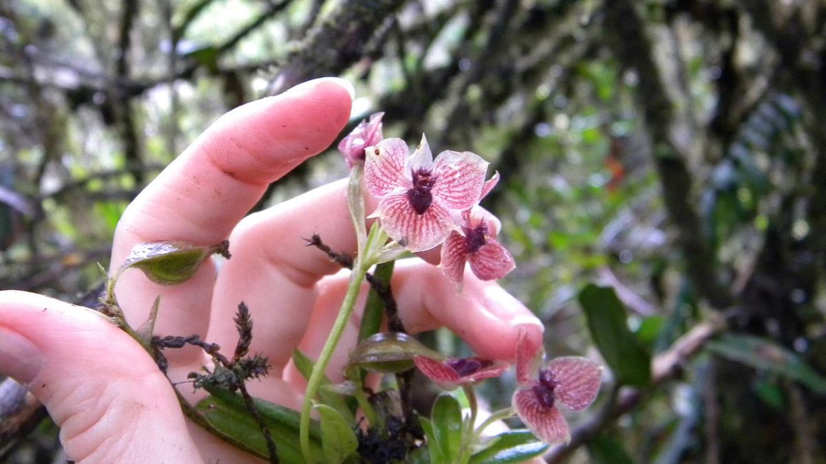 'Demon Orchid' Has a 'Devil Head' and Claw-Like Petals | Live Science