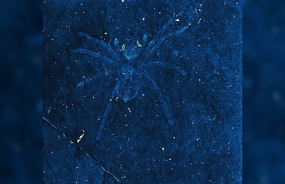 These Ancient Spider Fossils Still Have Silvery, Shimmering Eyes | Live ...