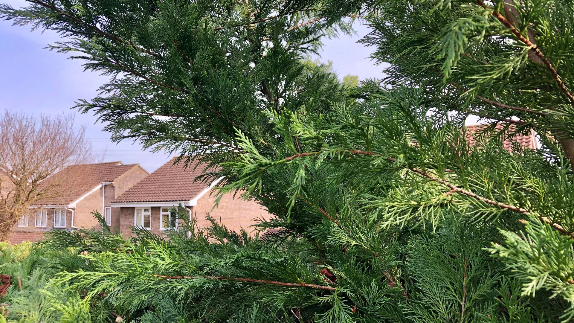 How big do leylandii grow? JK Rowling learned the hard way | Ideal Home