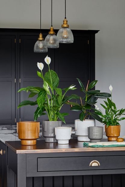An expert on the best color pots for indoor plants | Livingetc