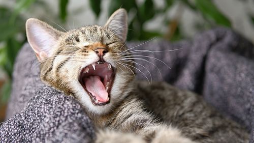 Do rabbits bite? Understanding why your bunny bites | PetsRadar