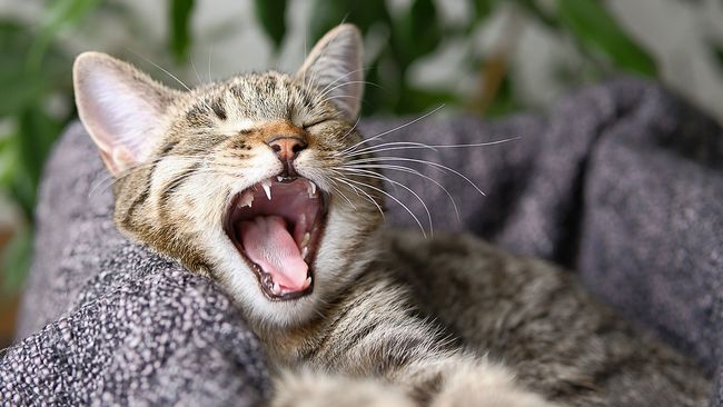 Cat scooting: It is normal or a sign of a problem? A vet explains ...