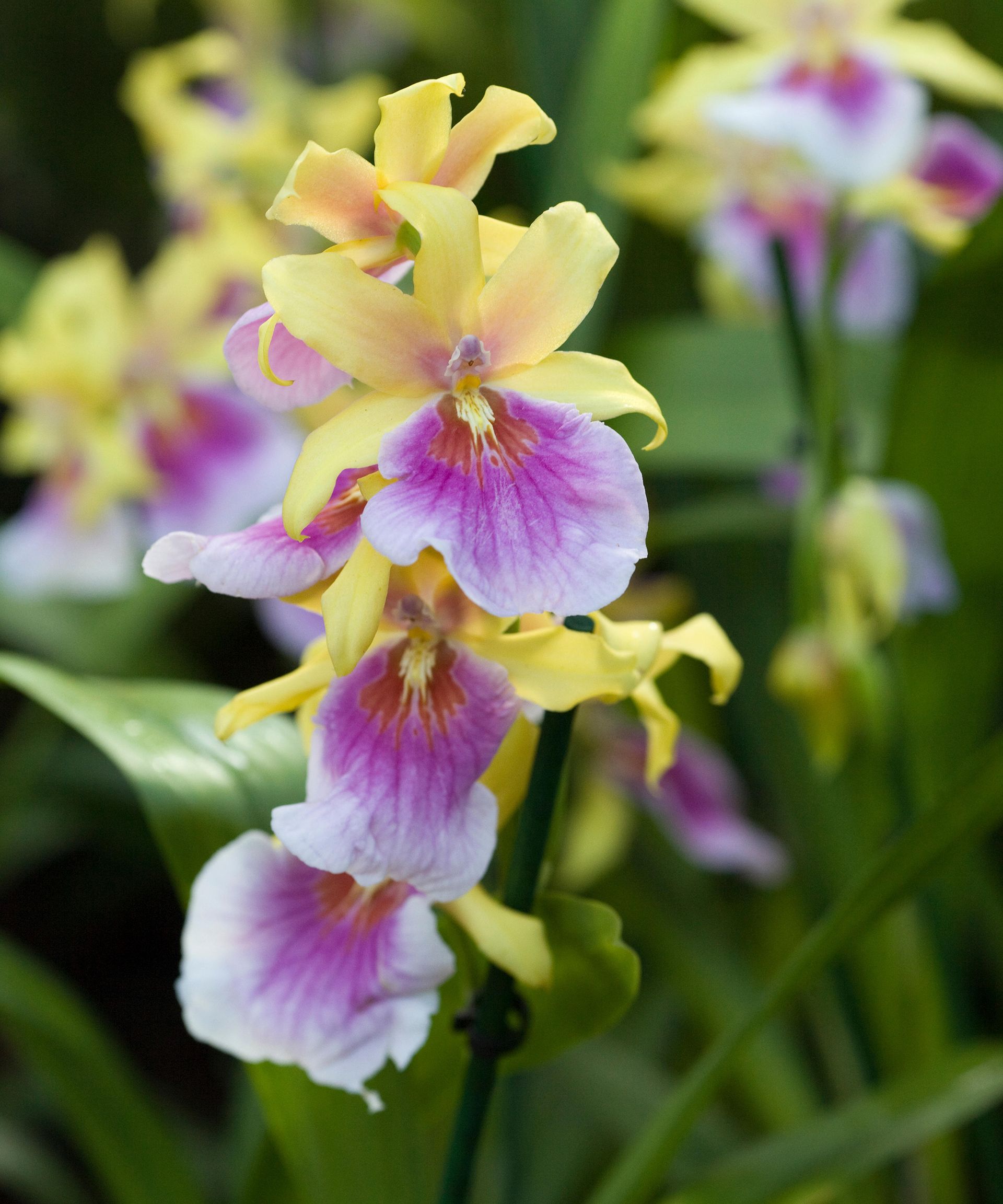 Types of orchids: 10 stunning varieties for your home | Homes and Gardens
