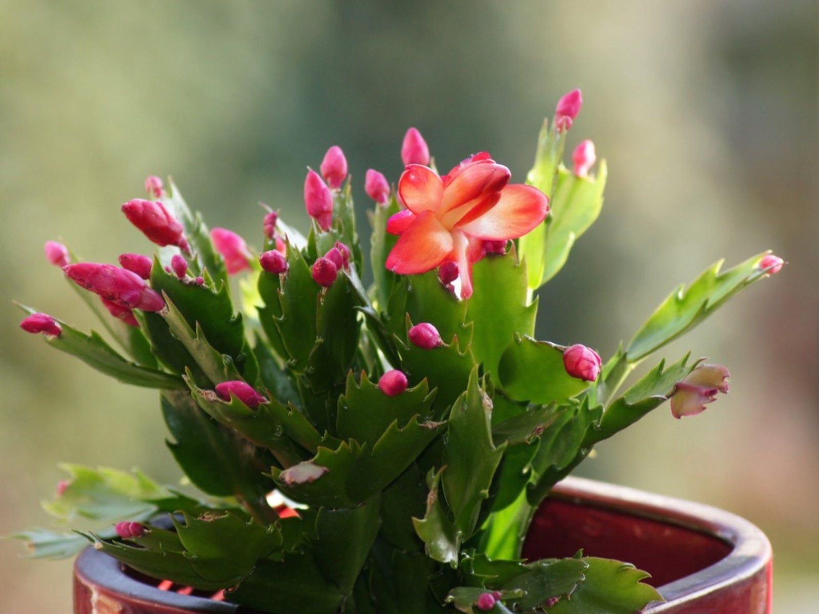 Holiday Cactus Differences - Identify Christmas Thanksgiving And Easter ...