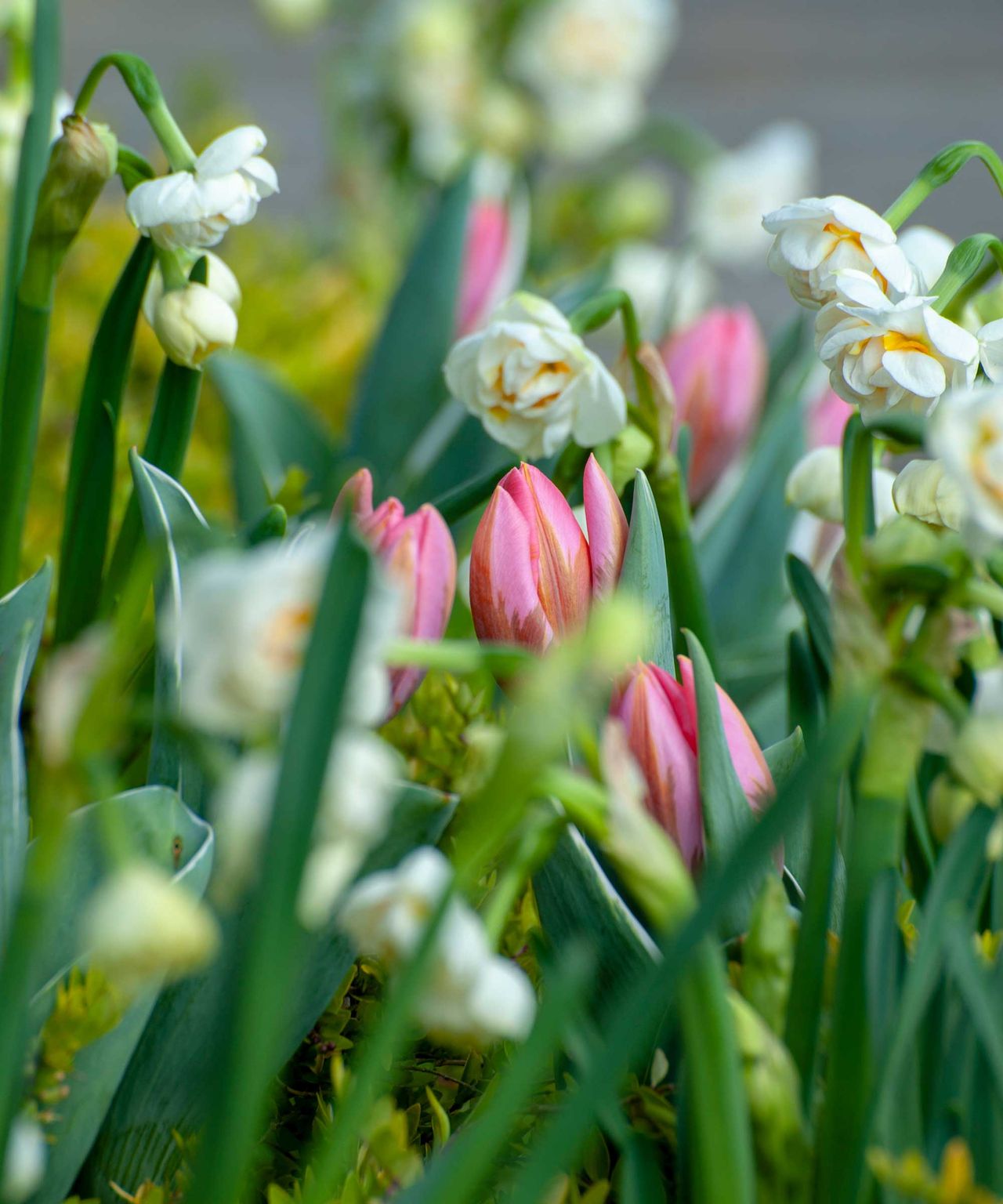 Can you plant bulbs in January? Experts reveal | Homes & Gardens