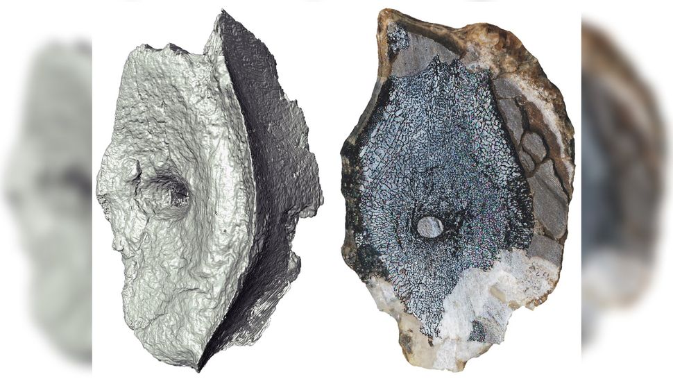 Oldest 'fish-lizard' fossils ever found suggest these sea monsters ...