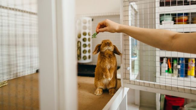 32 things to consider before getting a rabbit | PetsRadar