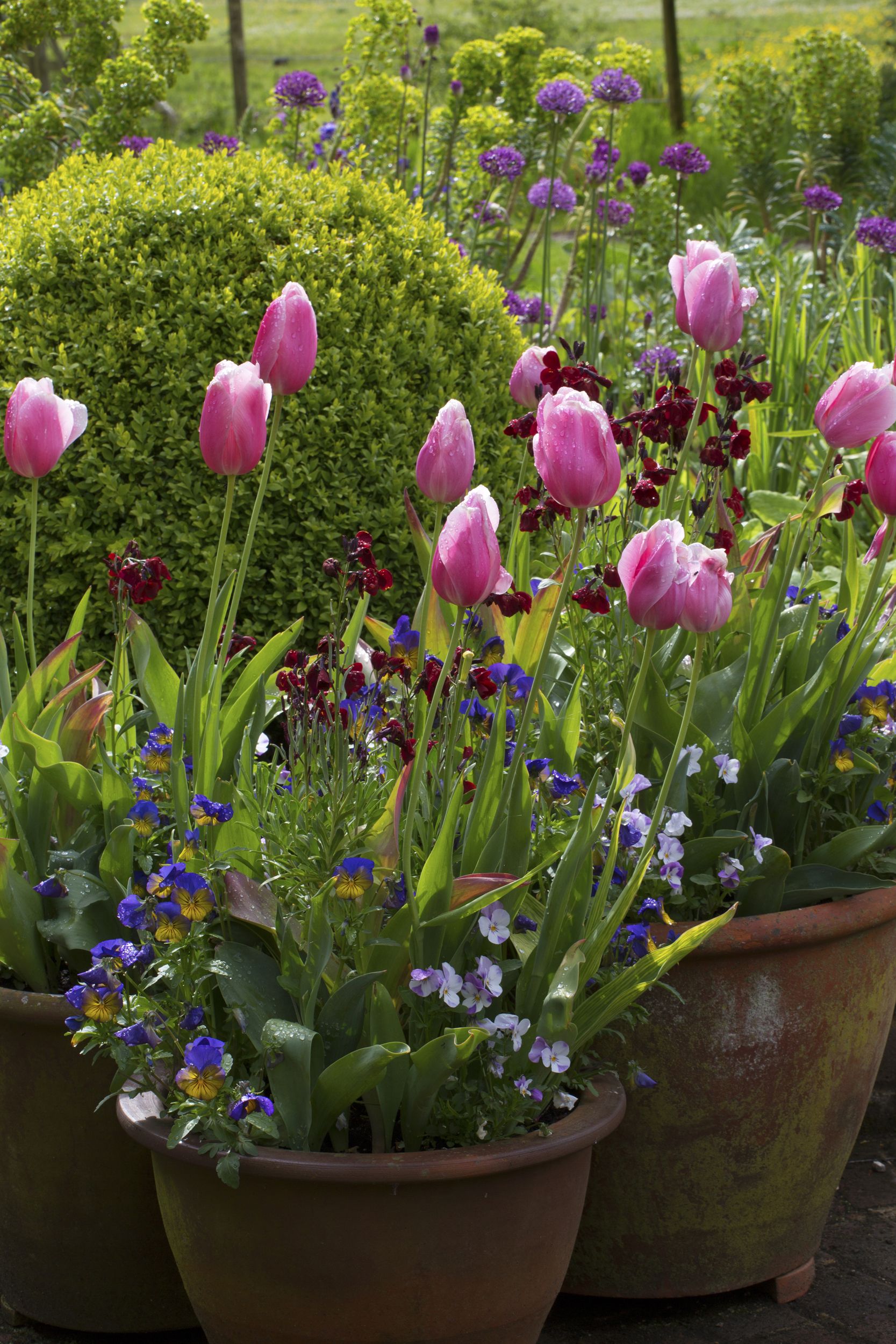 Flower bulbs: how and when to start planting bulbs | Real Homes