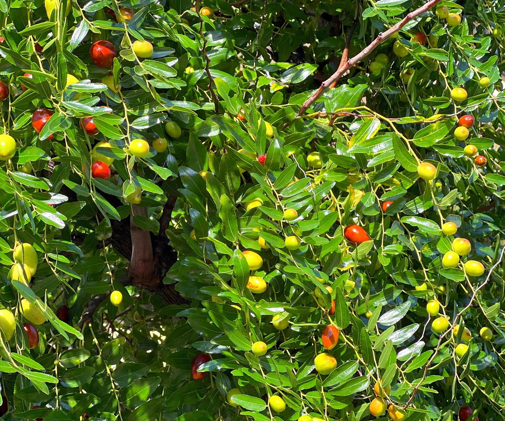 How to grow a jujube tree - expert growing tips | Homes and Gardens