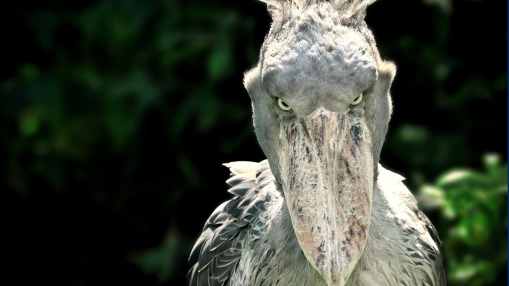 Shoebill: The human-sized African bird that eats baby crocodiles and ...