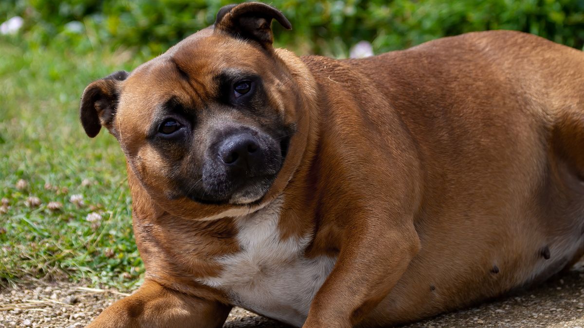 32 of the most common illnesses dogs get | PetsRadar