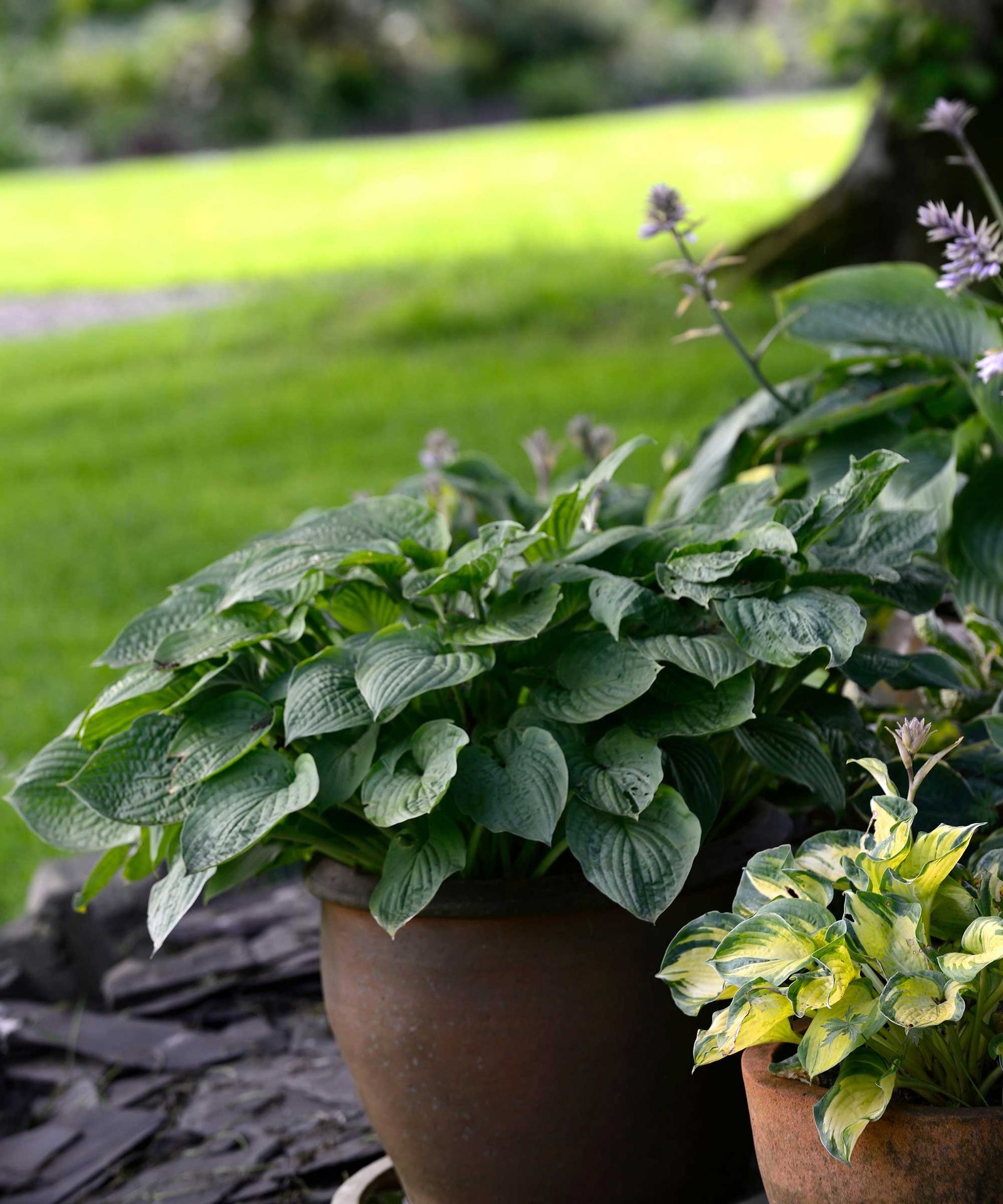 How to grow hostas in pots: container tips for these plants | Homes and ...