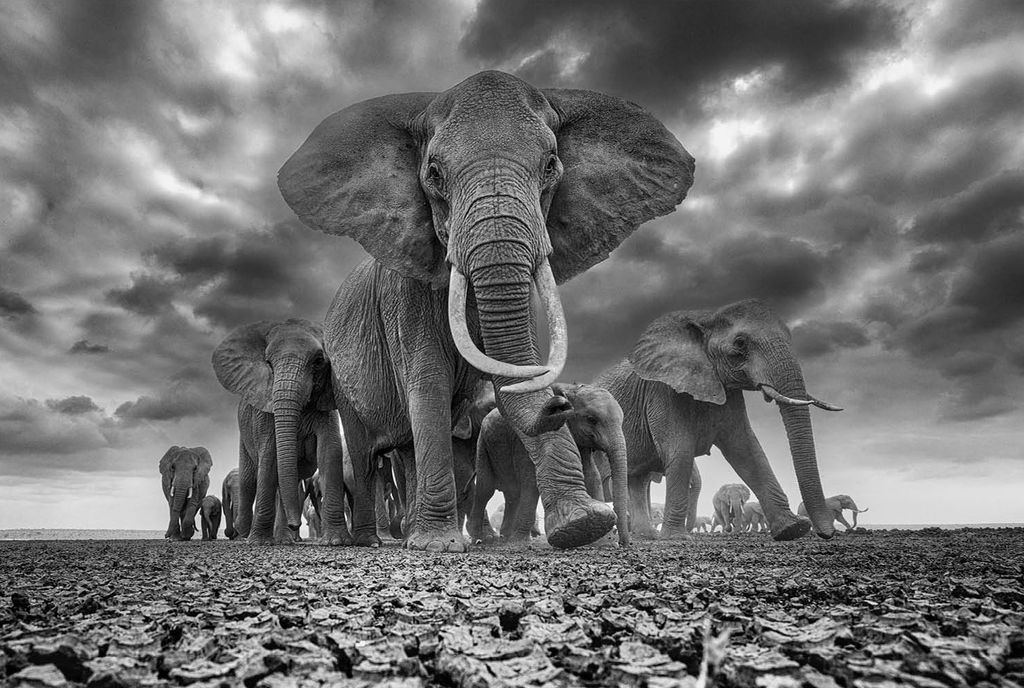 Meet the wildlife photographer buying up land in Africa to protect ...