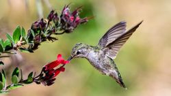 Trees that attract hummingbirds: 8 flowering choices | Homes and Gardens