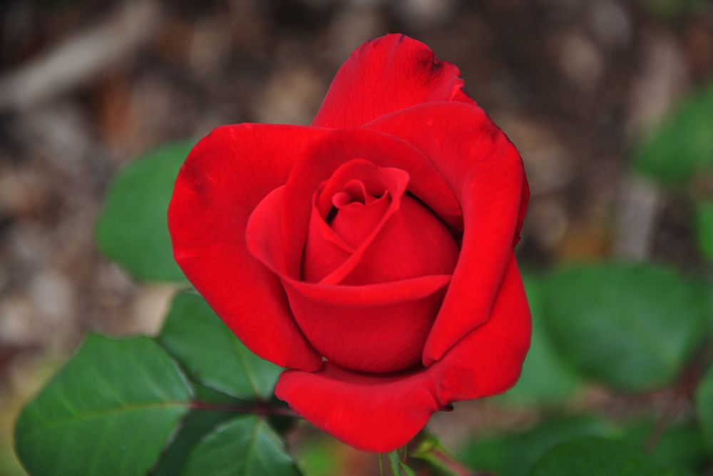 Beautiful Rose Flower Photos | Rose Pictures & Information | Live Science