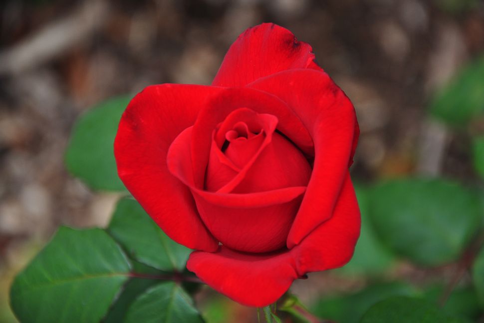 Beautiful Rose Flower Photos | Rose Pictures & Information | Live Science