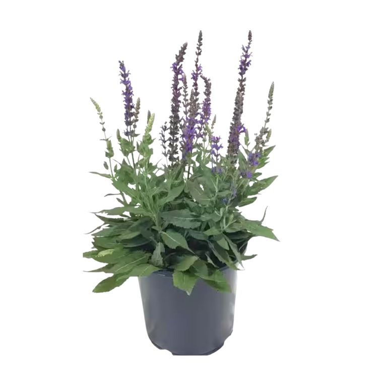 What is swathe planting and making it work in small spaces | Real Homes