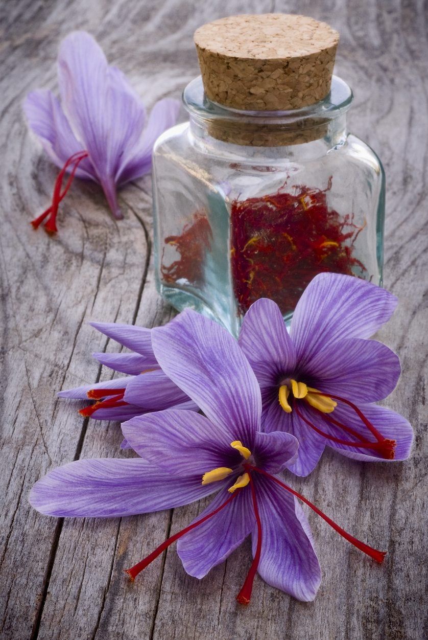 Harvesting Saffron Crocus - When And How To Harvest Saffron | Gardening ...