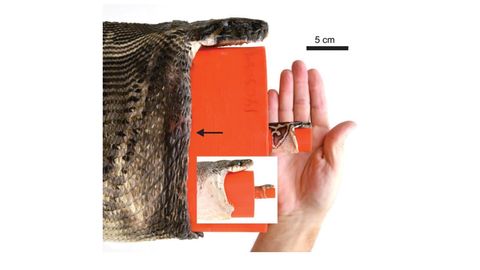 Jaw-dropping study reveals how pythons can devour super-size prey ...