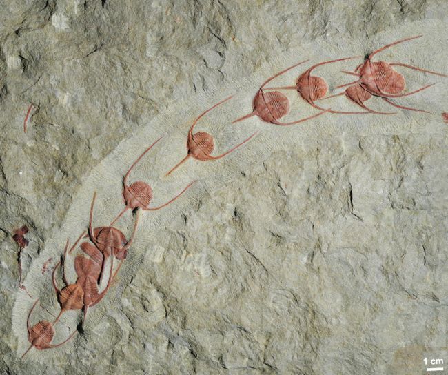 Ancient 'Cockroaches of the Sea' Fossilized While Playing 'Follow the ...