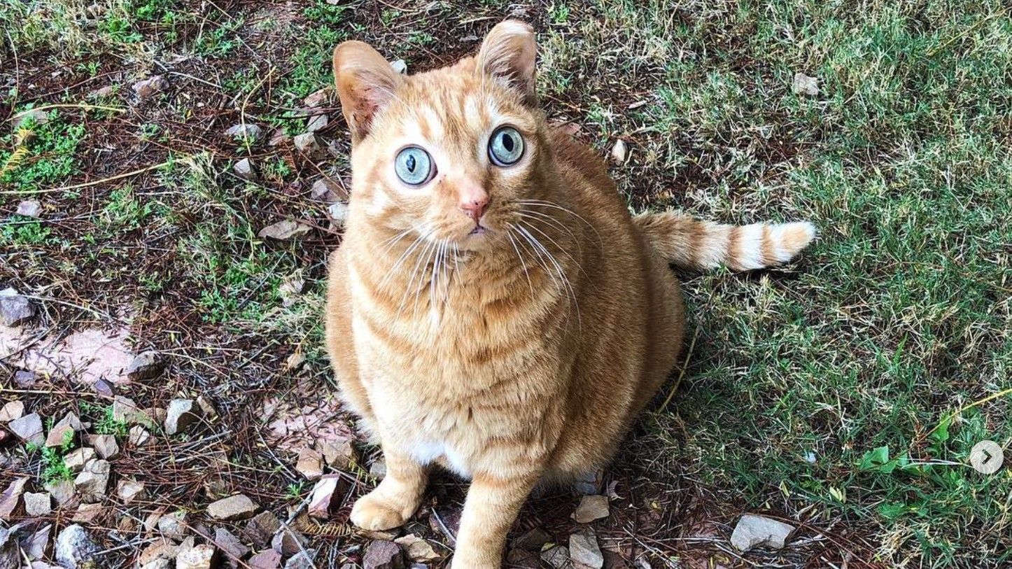 Meet Potato the cat: A googly-eyed feline with a face so sweet he could ...