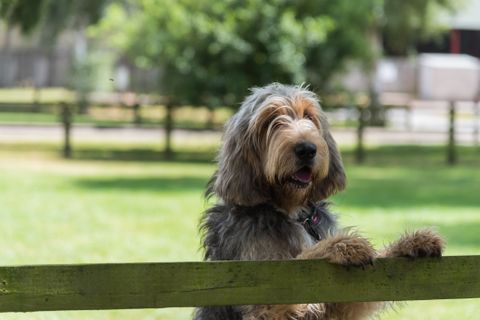 32 unpopular dog breeds | PetsRadar