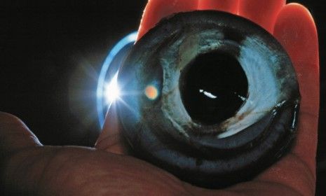 Why giant squids have enormous eyes | The Week