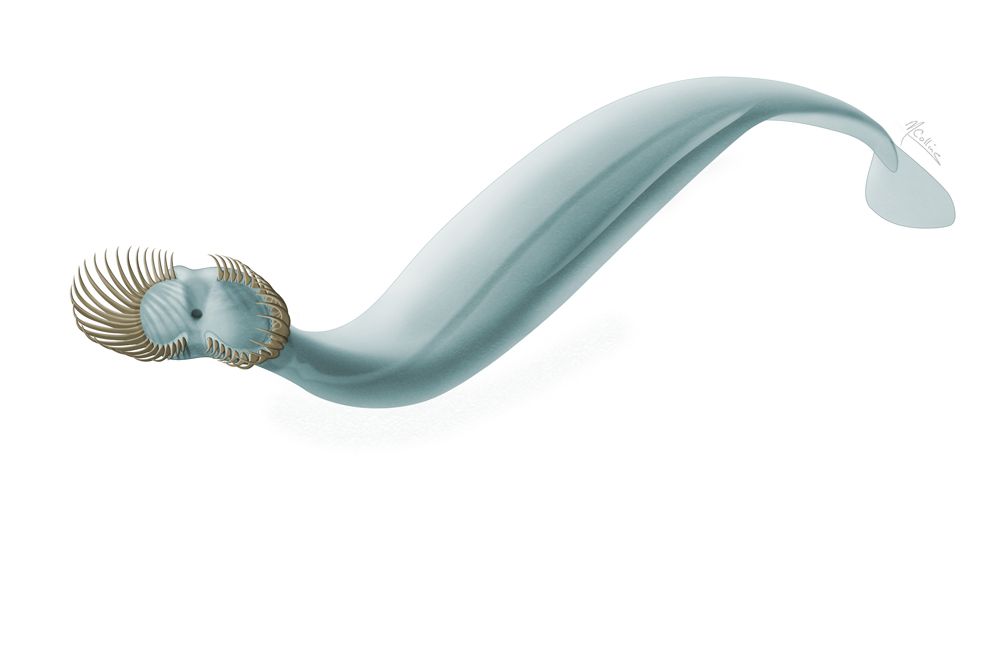 Photos: Primordial Worm Snatched Prey with Spines on Its Head | Live ...