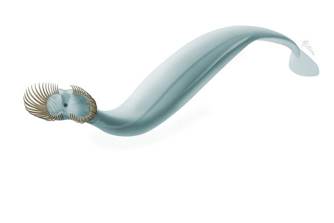 Photos: Primordial Worm Snatched Prey with Spines on Its Head | Live ...